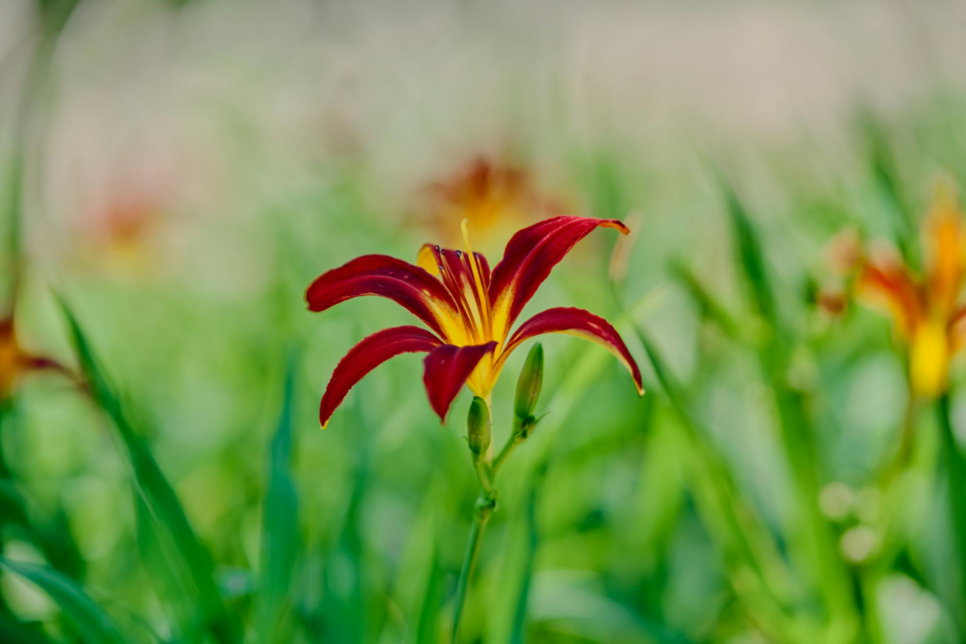 summer garden – Wisconsin Poetry Blog